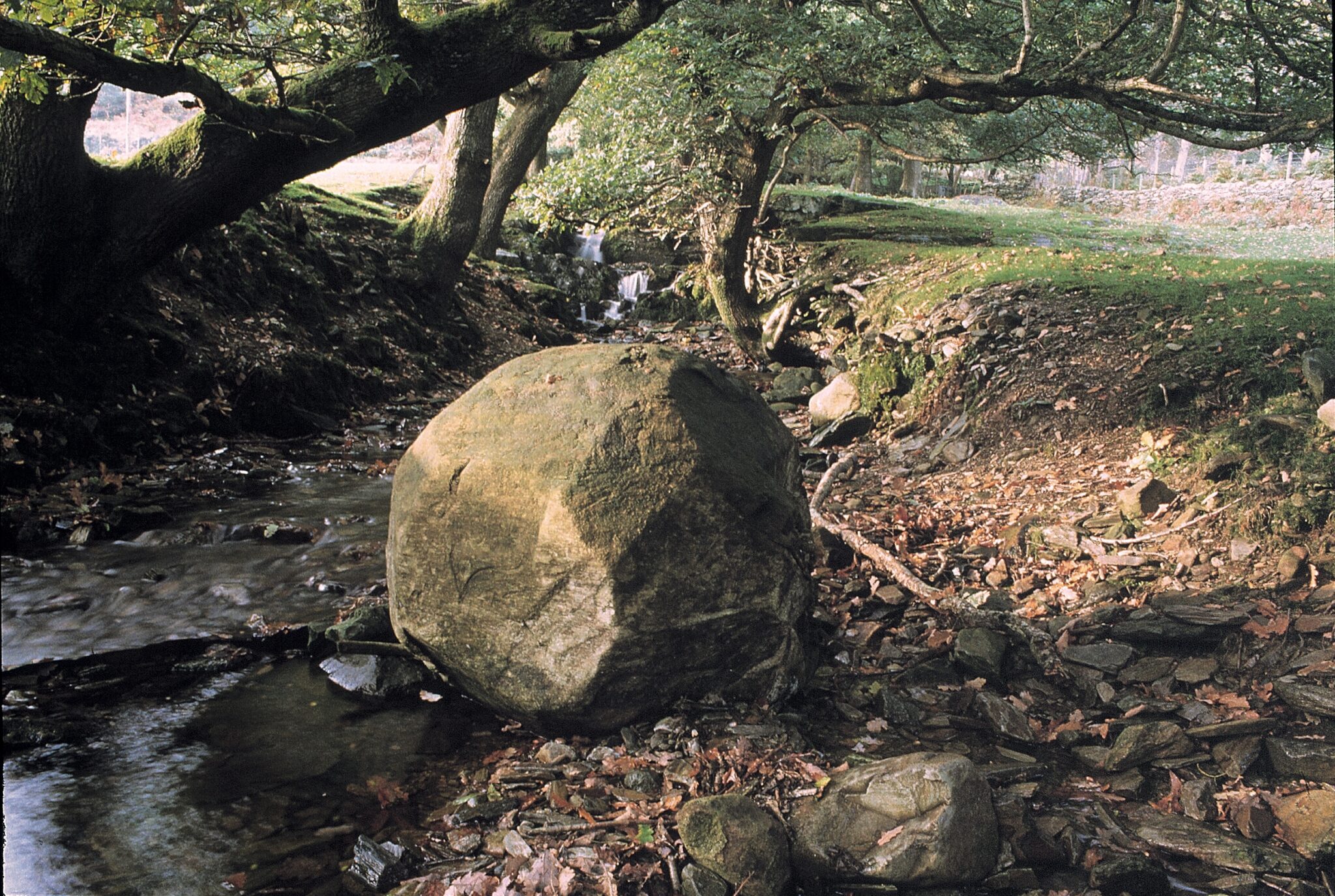 Derek Williams Trust → David Nash ‘Wooden Boulder’ at Newport Museum ...